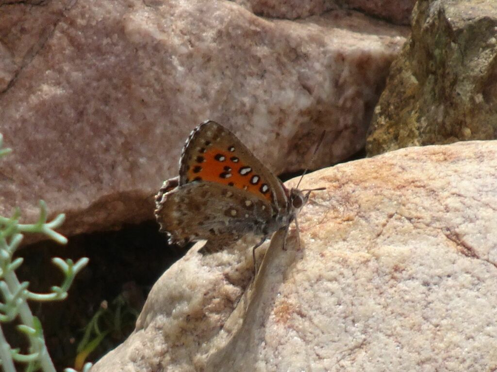 dull copper from Prince Albert, 6930, South Africa on September 23 ...