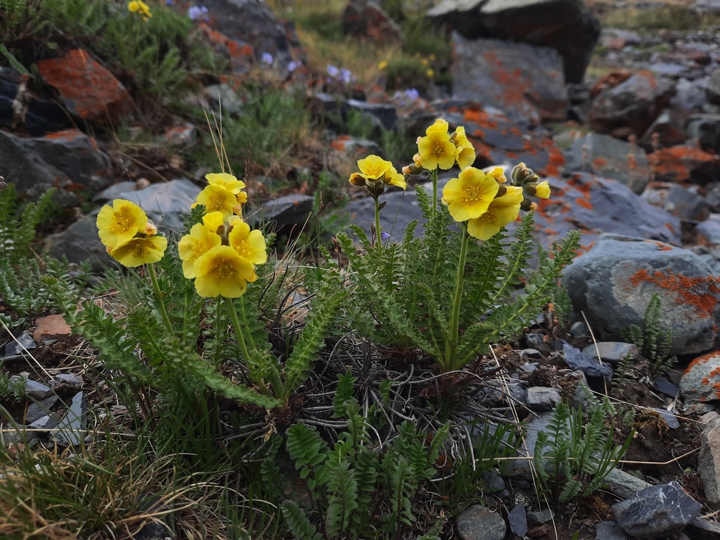 Biebersteinia Family (Biebersteiniaceae) - Botanical Realm
