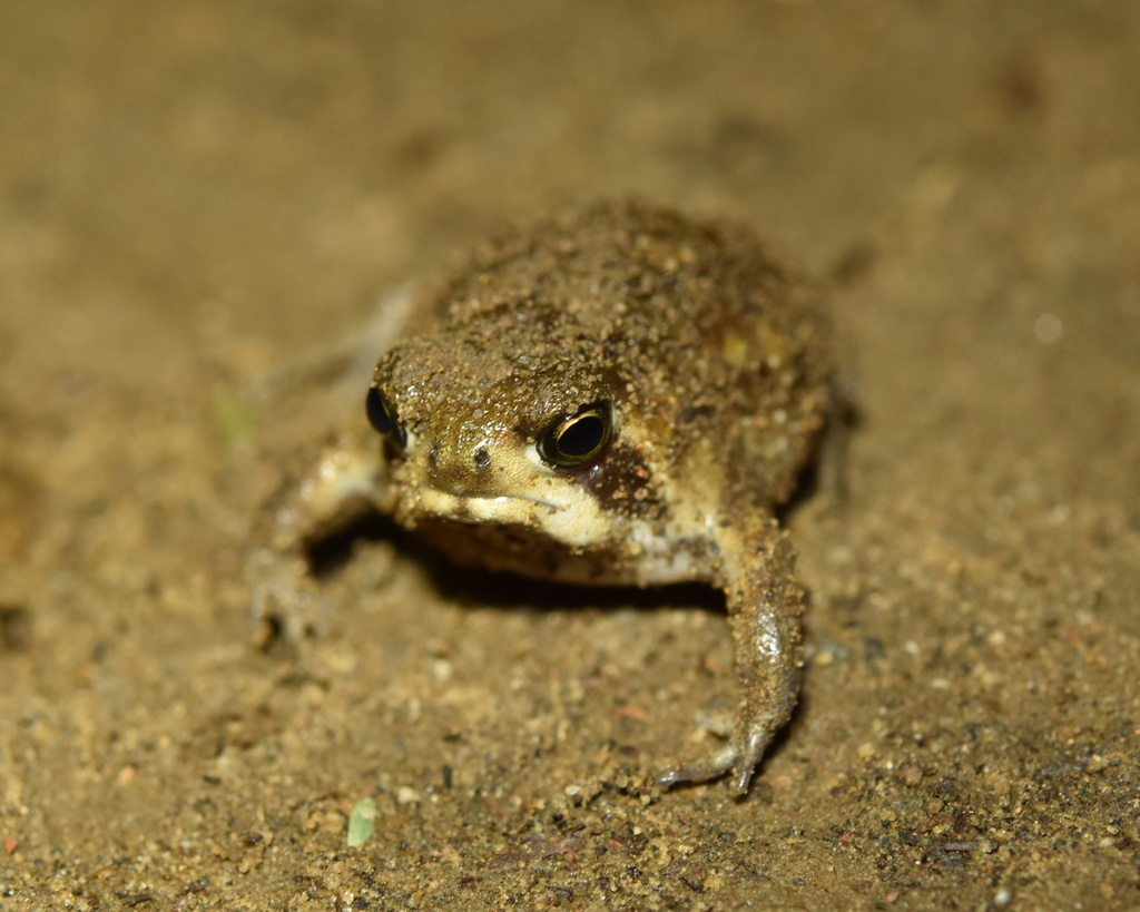 Common Rain Frog from Inkosi Langalibalele Rural, Inkosi Langalibalele ...