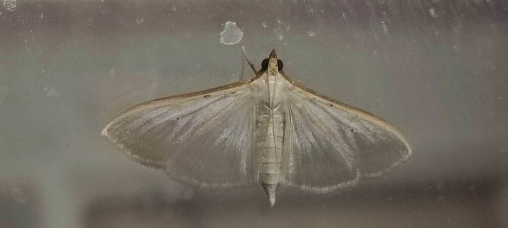 Jasmine Moth from 17300 Rochefort, France on September 24, 2022 at 09: ...