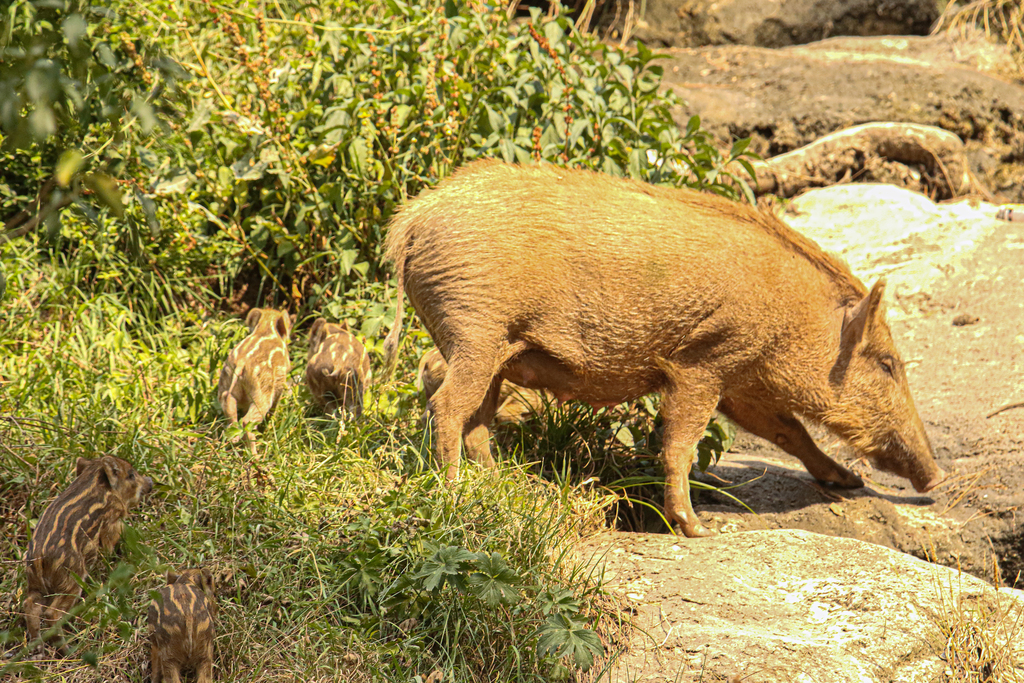 Wild Boar from V9Q9+W85, Ghora Gali Road, Ghora Gali, Rawalpindi ...