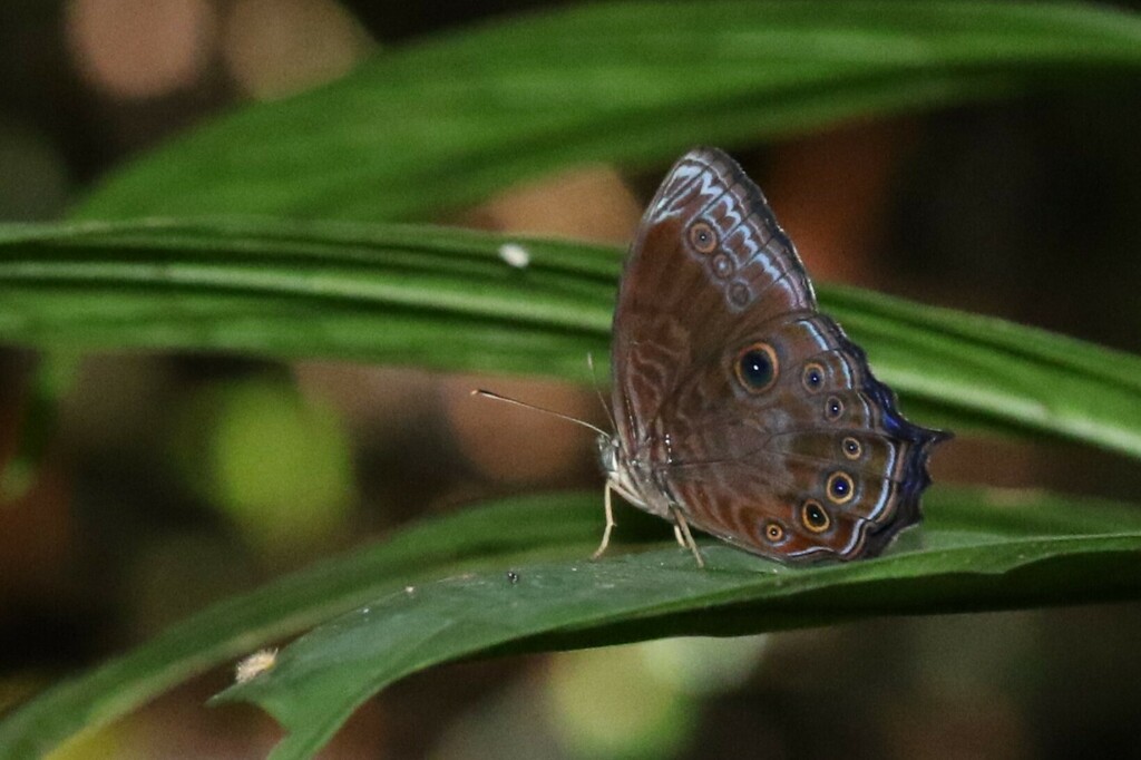 Ptychandra from Makiling Botanical Gardens, College, University of the ...