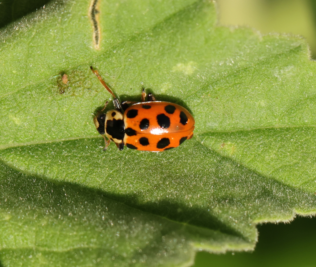 Thirteen-spotted Lady Beetle from Oudalle, France on October 15, 2023 ...