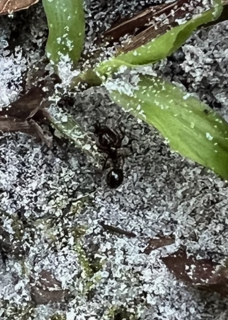 Red Imported Fire Ant from 2902 Cordoba Ranch Blvd, Lutz, FL 33559 on ...