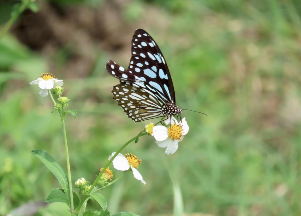 Blue Tiger from 香港摩星嶺 on October 15, 2023 at 12:24 PM by Isaac Chow · iNaturalist