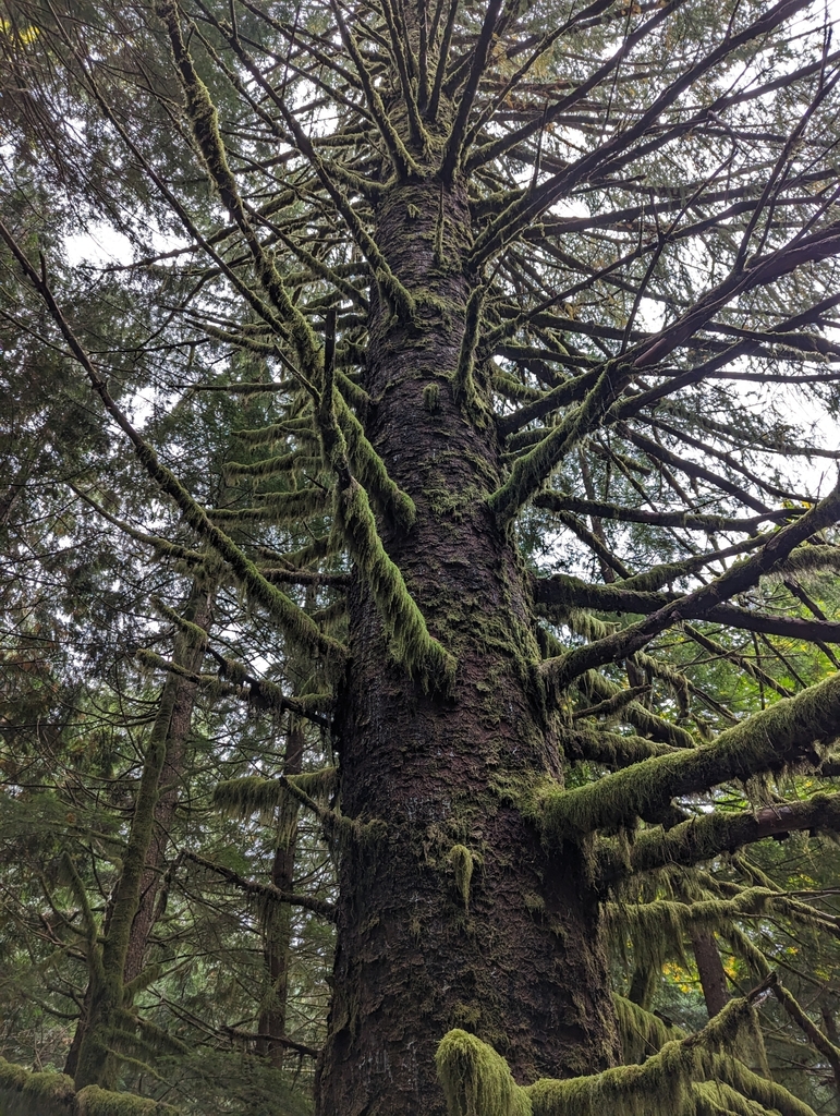 Sitka spruce from Baring, WA 98224, USA on October 14, 2023 at 01:36 PM ...