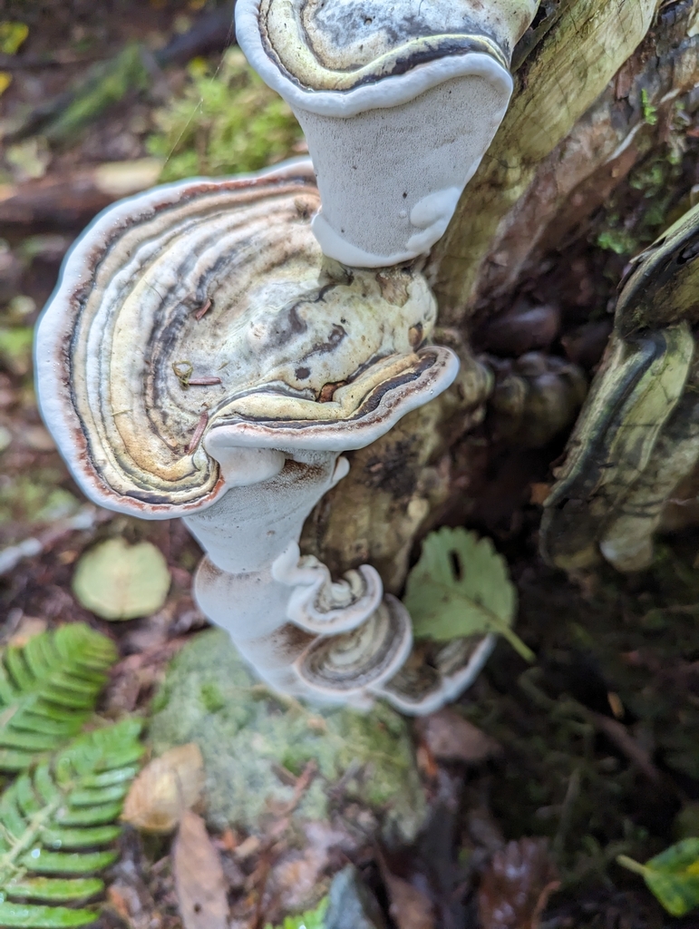 shelf fungi from Baring, WA 98224, USA on October 14, 2023 at 12:40 PM ...