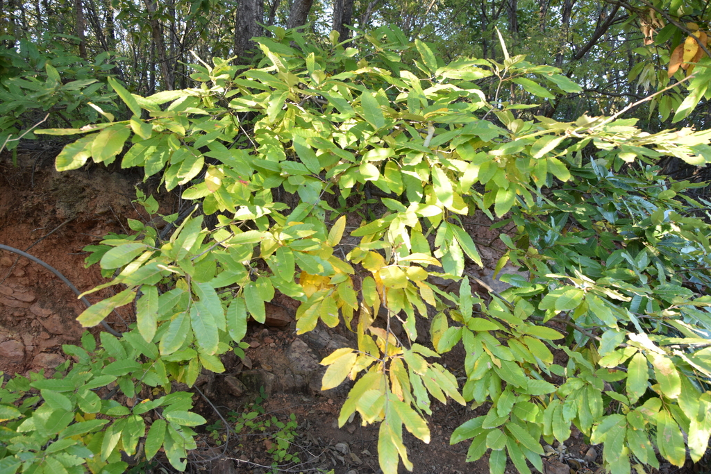 Chinese cork oak from 中国北京市门头沟区 on October 14, 2023 at 04:32 PM by 红梅 ...