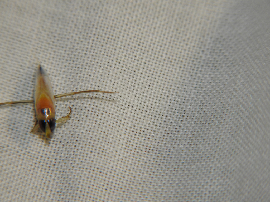 Anisops sardeus in September 2023 by Pedro Andrade · iNaturalist