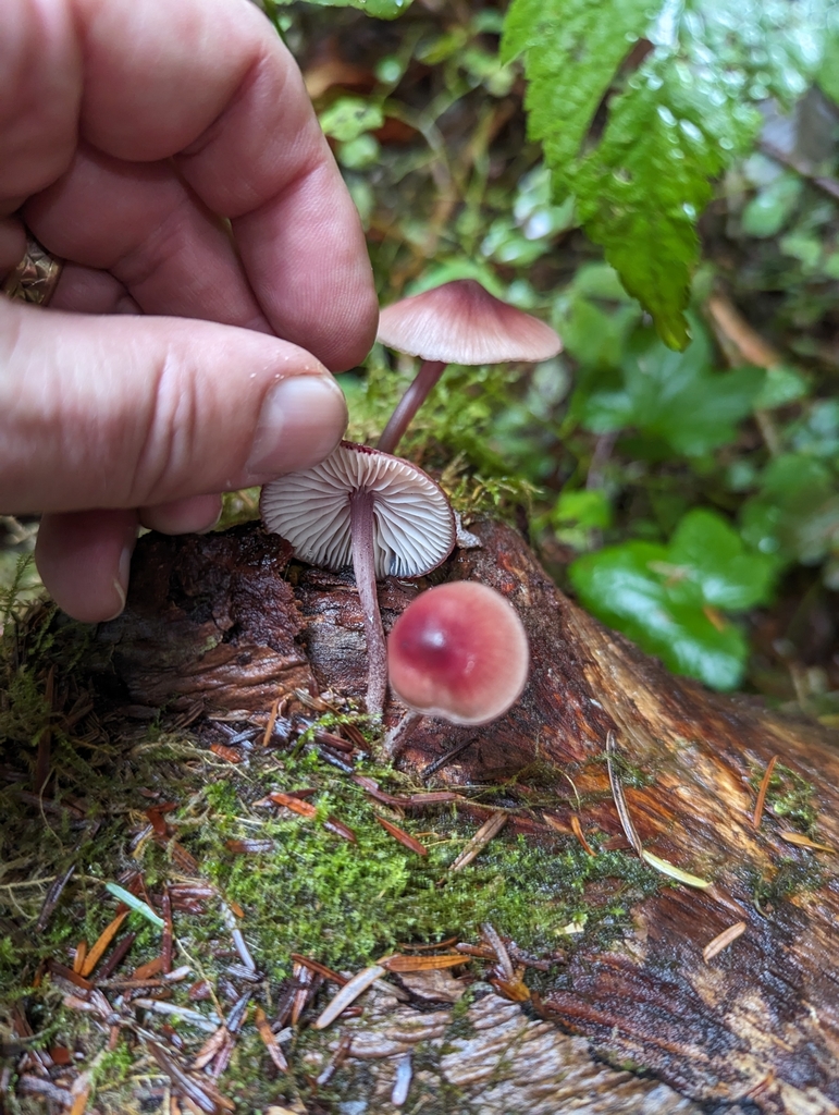 Bonnets from Baring, WA 98224, USA on October 14, 2023 at 12:20 PM by ...