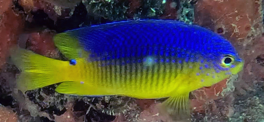 Caribbean Cocoa Damselfish from Palm Beach County, FL, USA on October ...