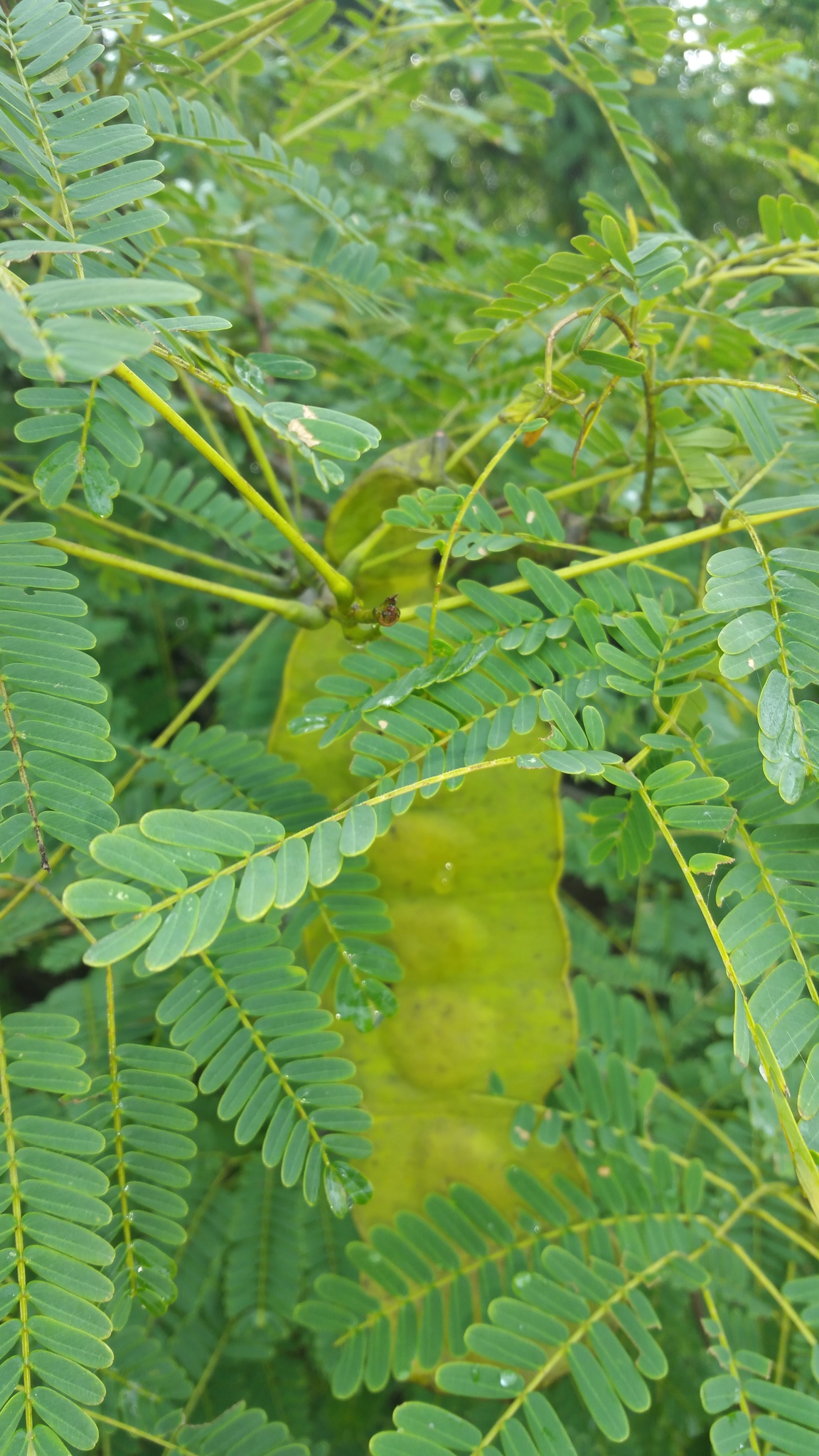 Entada chrysostachys (Benth.) Drake