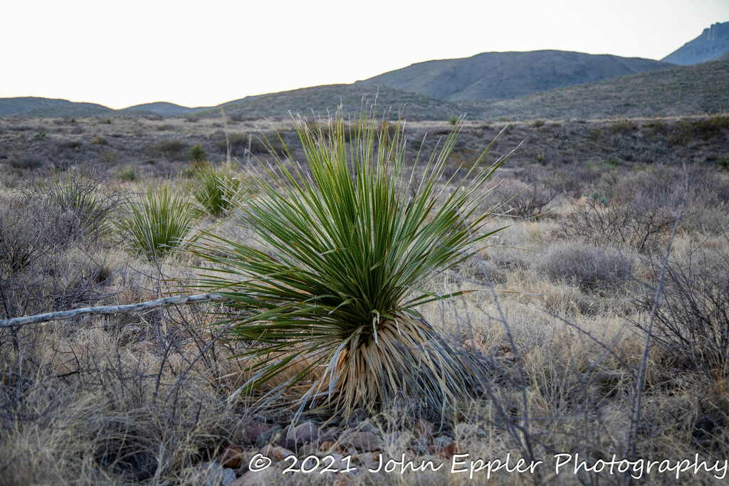 Smooth Sotol from Brewster County, TX, USA on March 07, 2021 at 06:58 ...