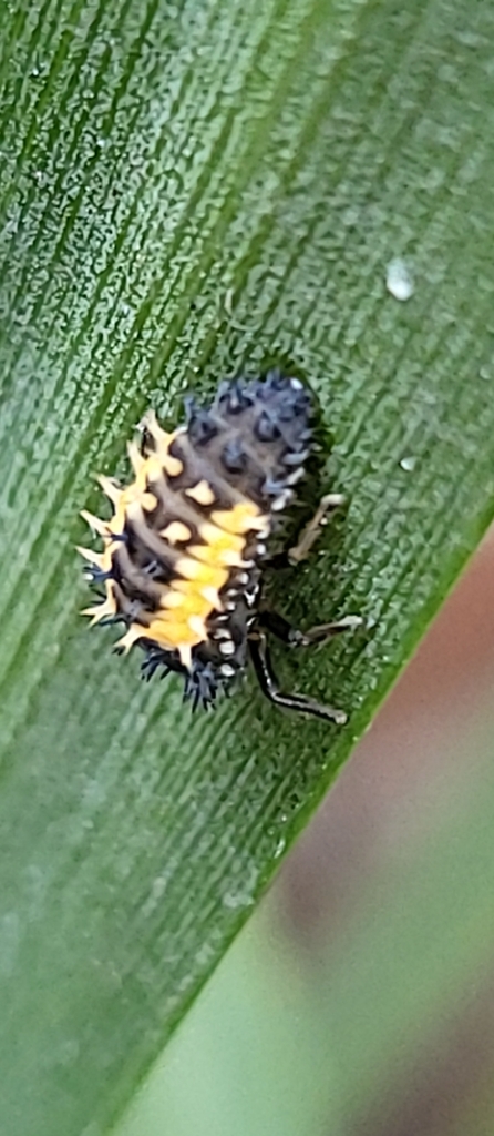 Asian Lady Beetle in October 2023 by Aa A · iNaturalist