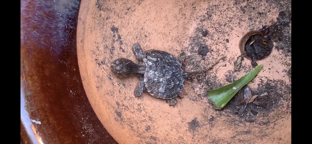 Common Snapping Turtle from 299 Amberly Dr, Lexington, NC 27295 on ...