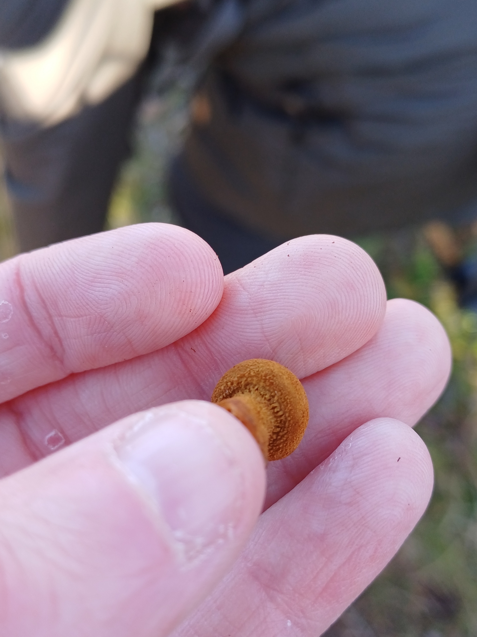 Cystoderma jasonis - Langsporiger Körnchenschirmling