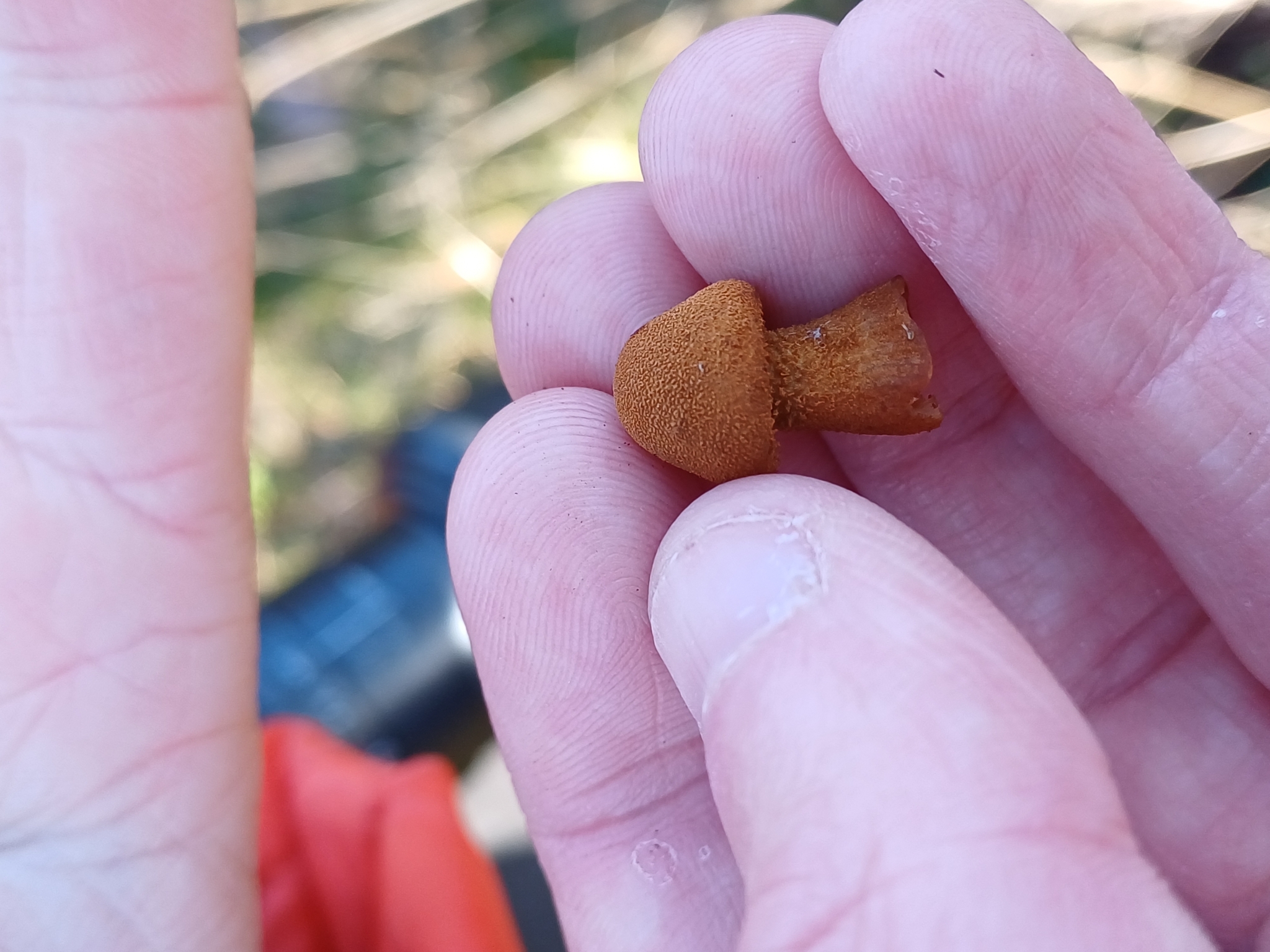 Cystoderma jasonis - Langsporiger Körnchenschirmling