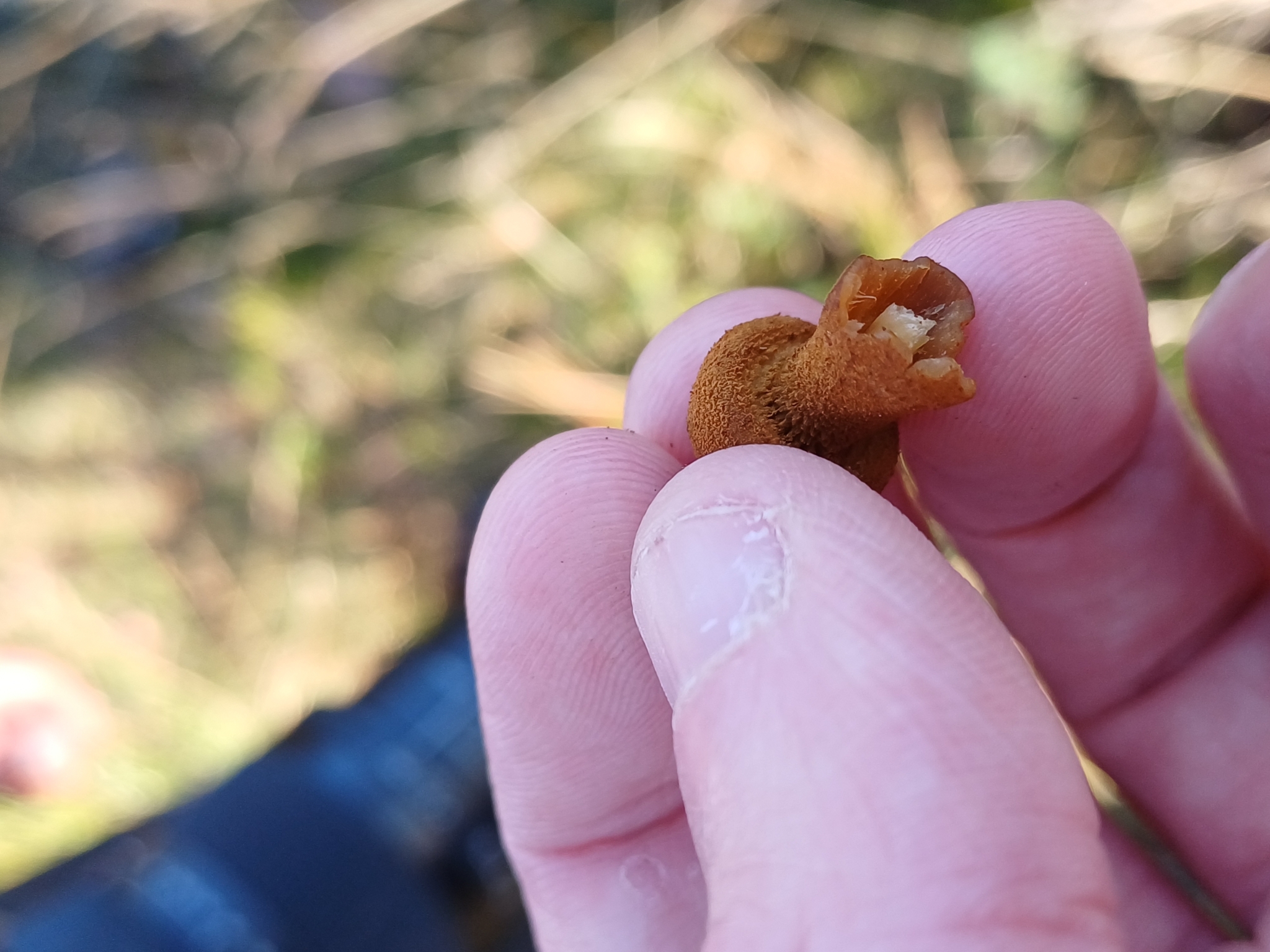 Cystoderma jasonis - Langsporiger Körnchenschirmling