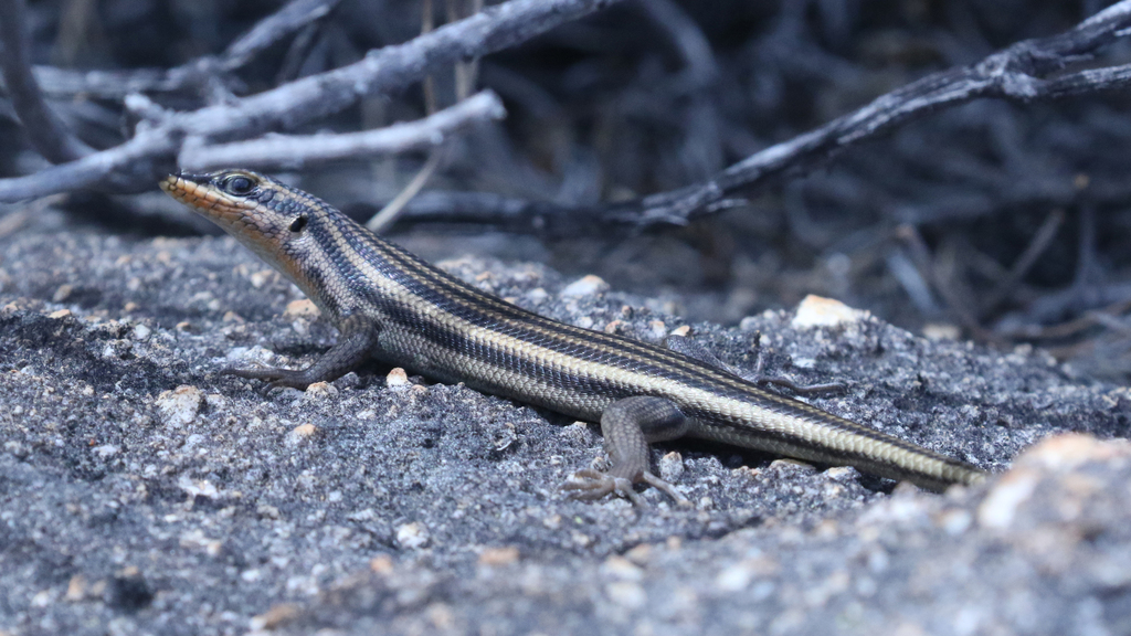 Western Rock Skink from West Coast, ZA-WC, ZA on October 14, 2023 at 12 ...