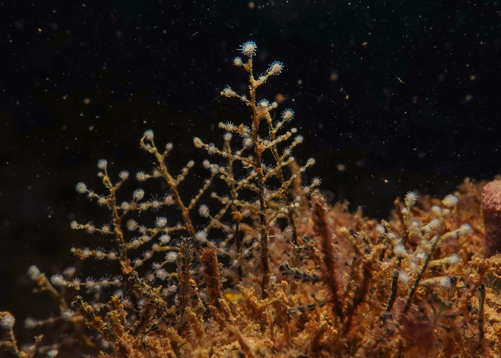 Christmas Tree Hydroid from Point Murat, Exmouth, WA, Australia on June ...