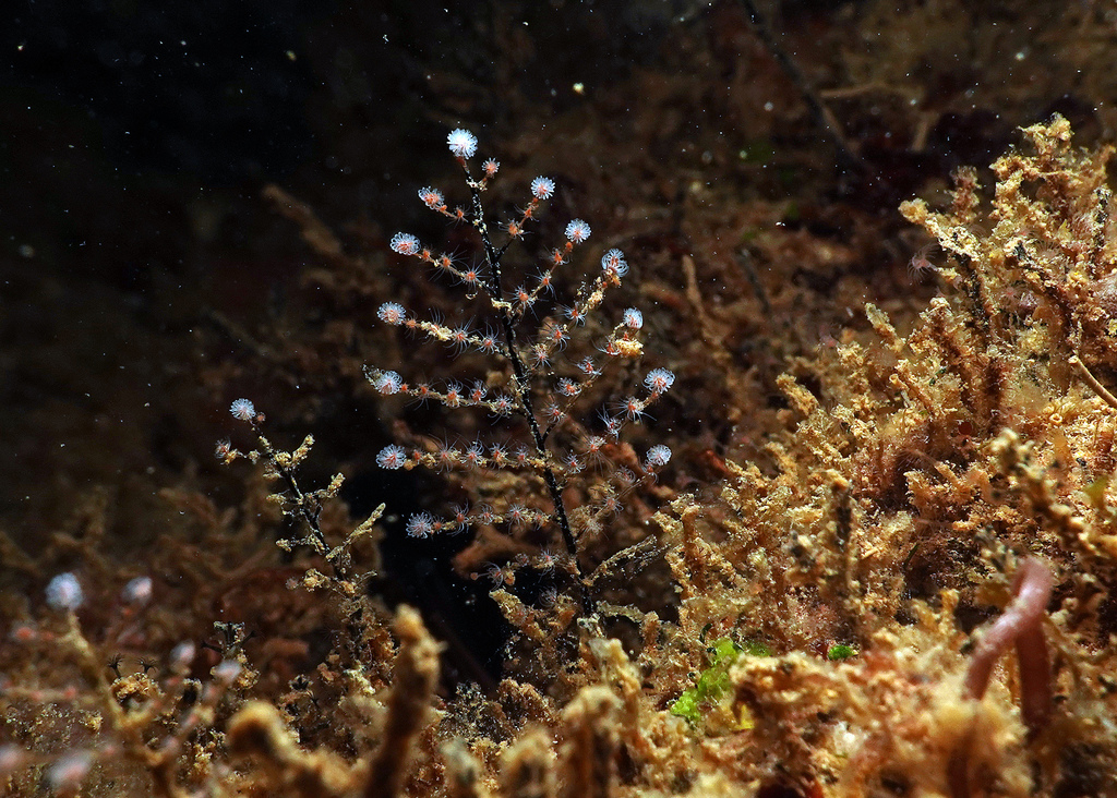 Christmas Tree Hydroid from Point Murat, Exmouth, WA, Australia on June ...