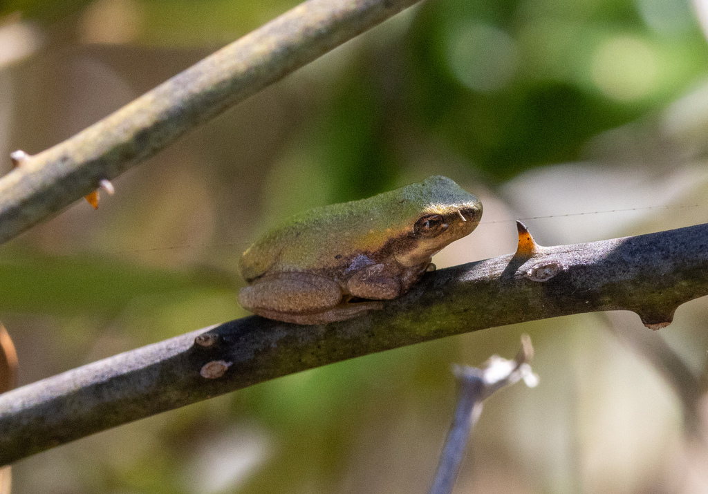 Pine Woods Tree Frog from Gameland pond, Carteret County, NC, USA on ...
