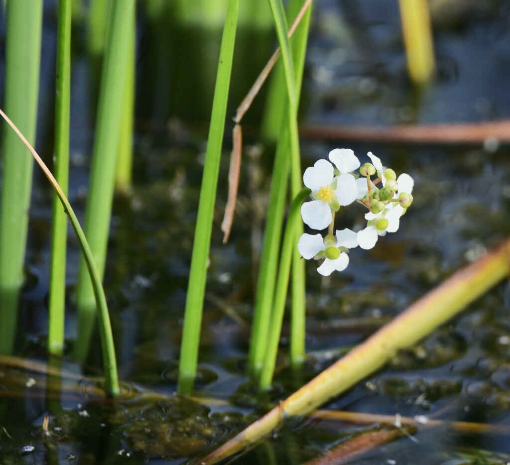 Delta Arrowhead from Texas, US on October 15, 2023 by tnewman. at boat ...
