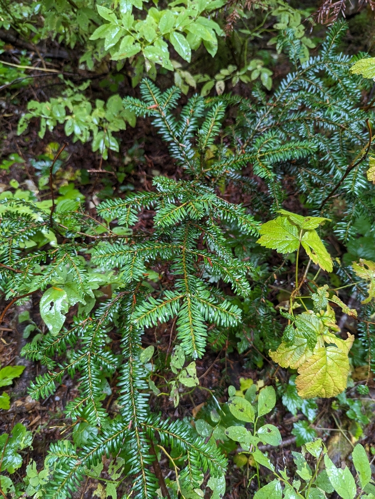 Pacific silver fir from Baring, WA 98224, USA on October 14, 2023 at 11 ...