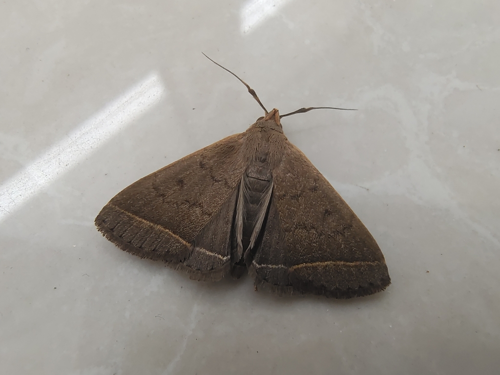 Simplicia cornicalis from Yichun, CN-JX, CN on October 14, 2023 at 07: ...