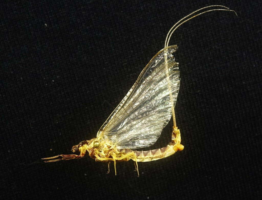 Giant Mayfly from Beloit, WI 53511, USA on June 8, 2008 at 10:49 PM by ...