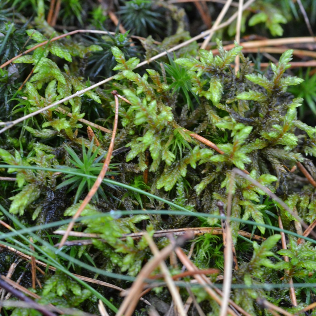 Red-stemmed Feather Moss from 294 23 Čistá, Česko on October 14, 2023 ...