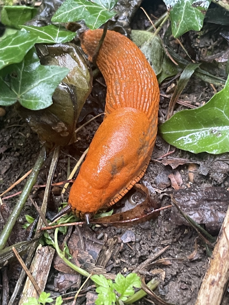 Arion Slugs from Martinhofstraße, Graz, Steiermark, AT on October 15 ...
