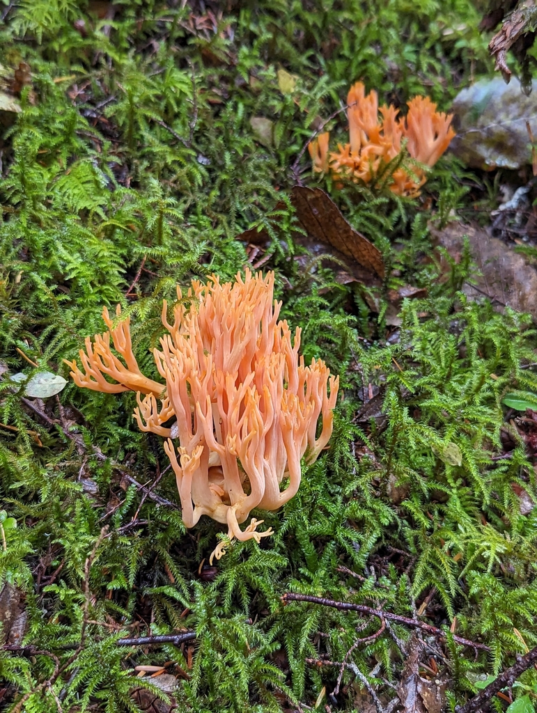 Coral Fungi from Baring, WA 98224, USA on October 14, 2023 at 11:39 AM ...