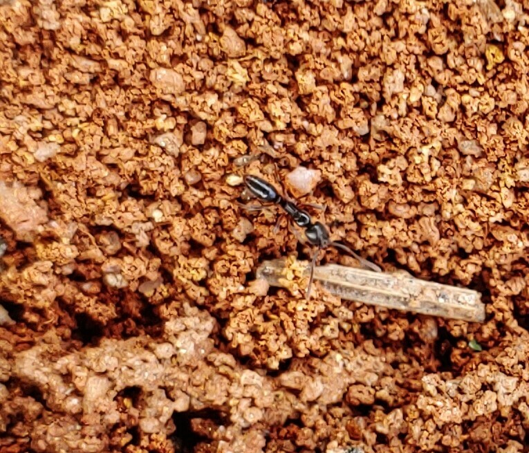 Asian Needle Ant from Mountain Park, GA, USA on October 15, 2023 at 10: ...