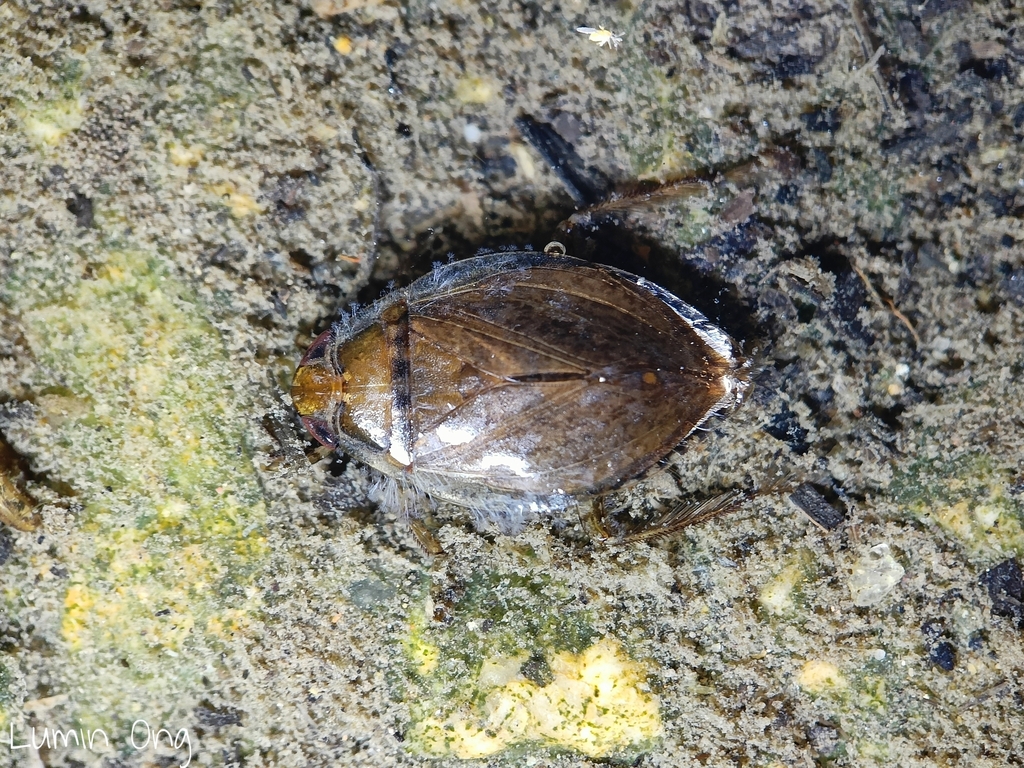 Diplonychus rusticus from 451 Mandai Rd, Singapore on October 7, 2023 ...