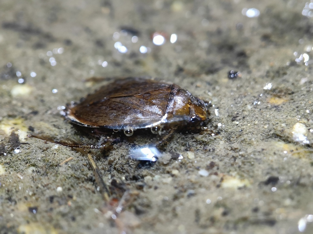 Diplonychus rusticus from 451 Mandai Rd, Singapore on October 7, 2023 ...
