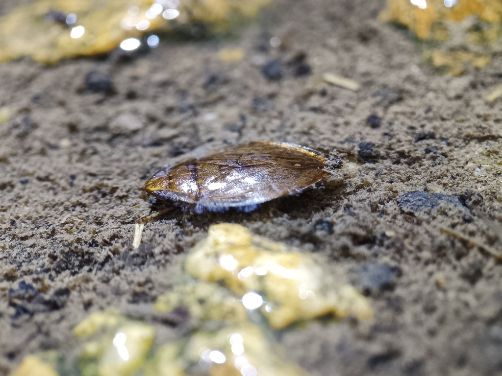 Diplonychus rusticus from 451 Mandai Rd, Singapore on October 7, 2023 ...