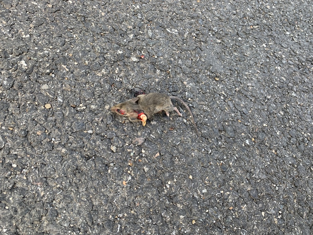 House Mouse from 01170 Chevry, France on October 15, 2023 at 04:50 PM ...