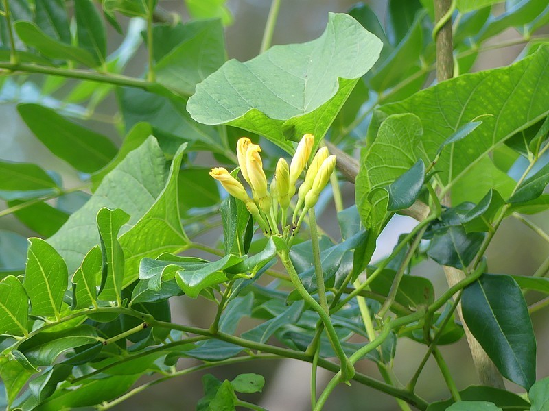 yellow merremia from Solidaridad, Quintana Roo, Mexique on March 3, 2019 at 11:28 AM by ...