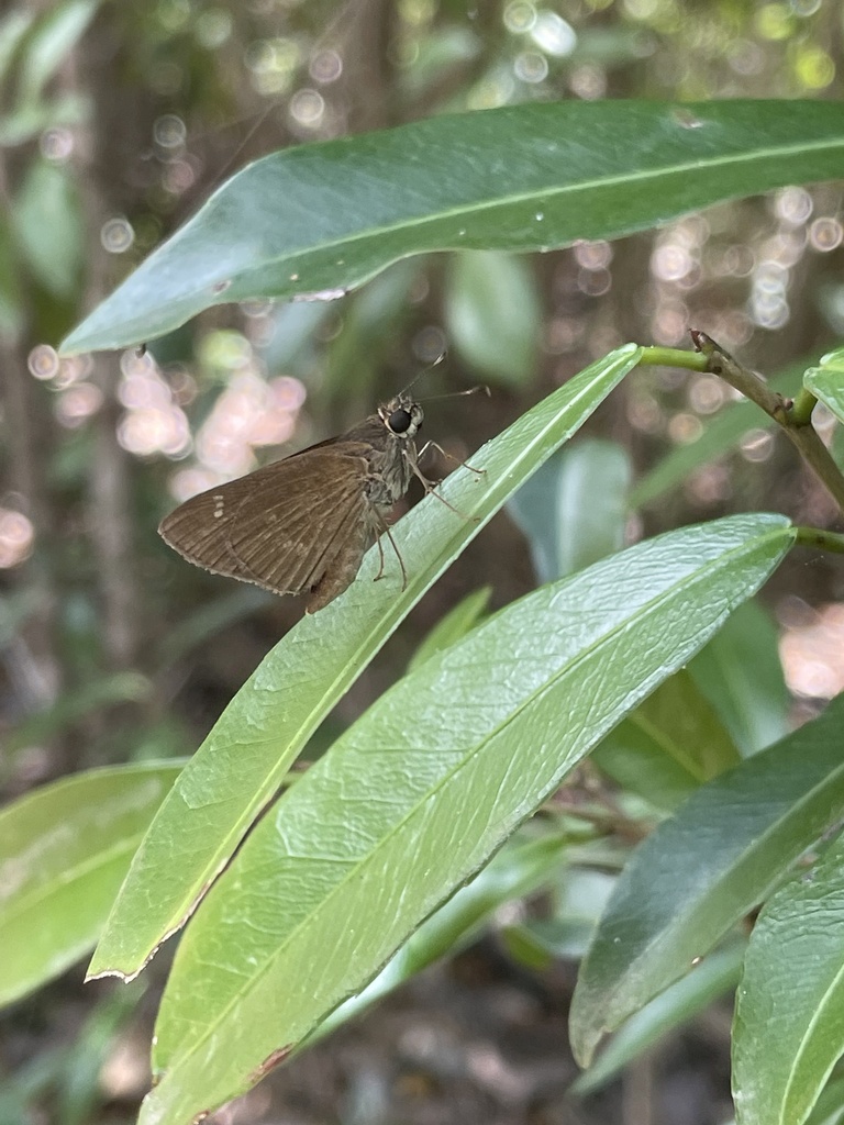Three-spotted Skipper from Guanica State Forest, Guánica, Puerto Rico ...