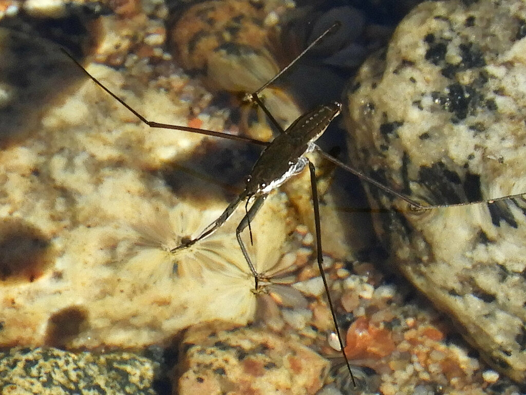 North American Common Water Strider from Lyons Creek Trail on October ...