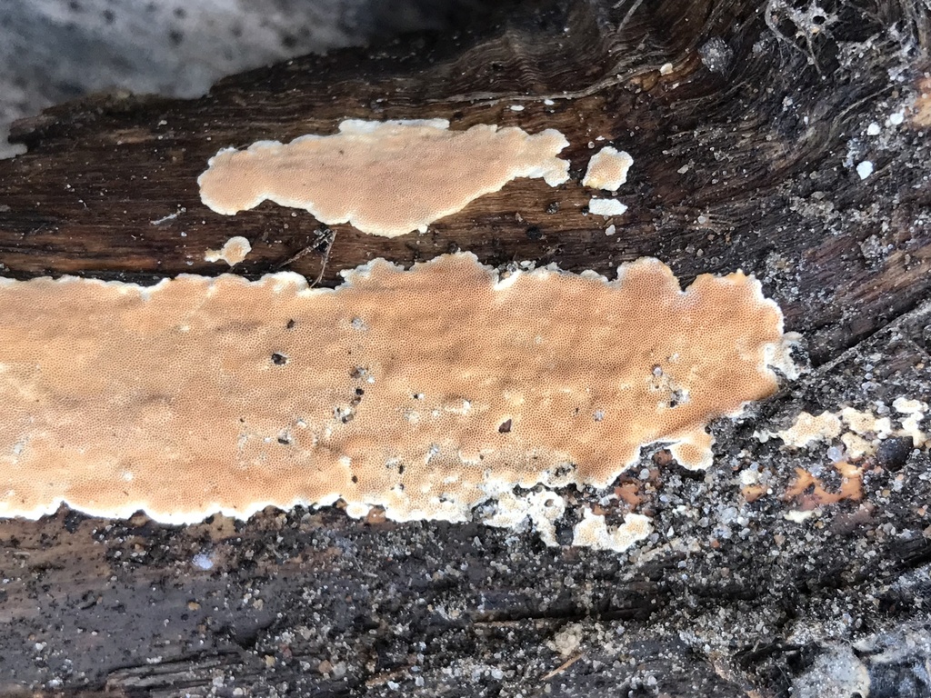 Steccherinum nitidum from Lanark Highlands, ON, CA on October 15, 2023 ...