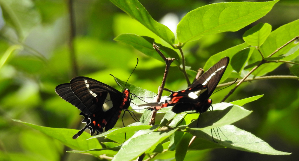 Parides agavus from Pedreira - SP, 13920-000, Brasil on October 15 ...