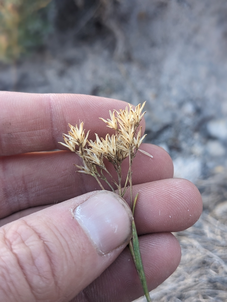 Rock Goldenrod from Juab County, UT, USA on October 14, 2023 at 03:37 ...