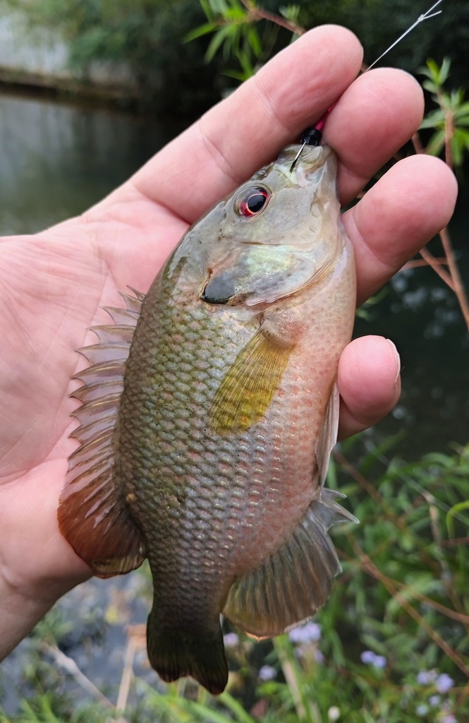 Redspotted Sunfish in October 2023 by John Aufderheide · iNaturalist