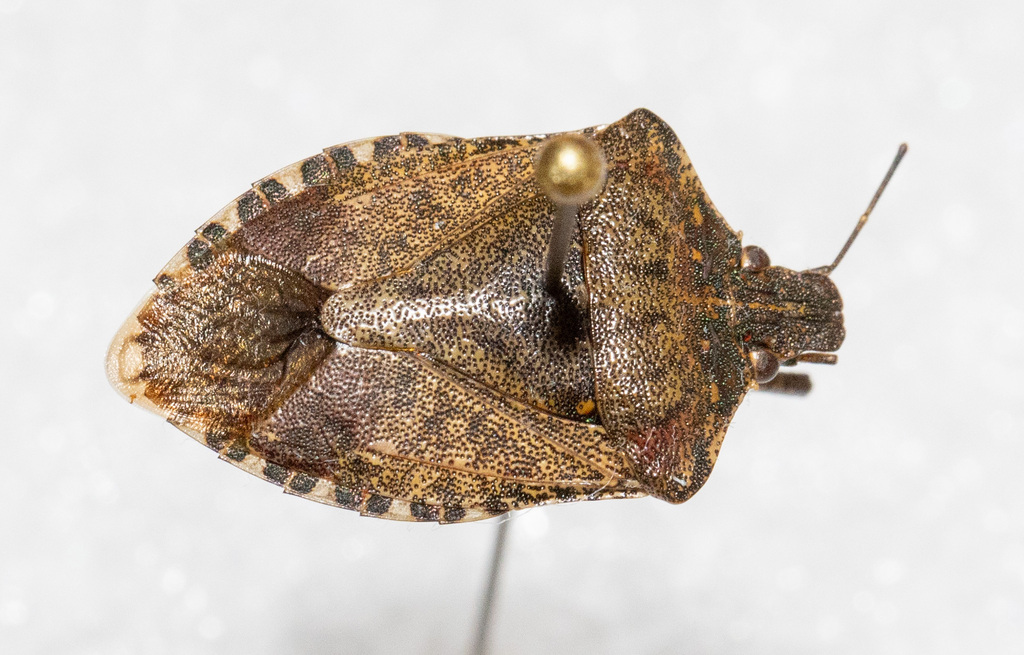 Brown Marmorated Stink Bug from Centerville, OH, USA on September 28 ...
