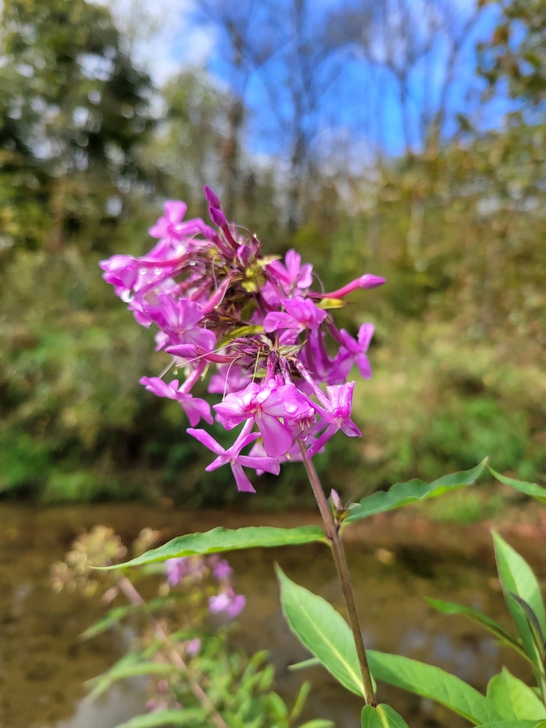 fall phlox from Mansfield, OH 44905, USA on October 15, 2023 at 12:52 ...