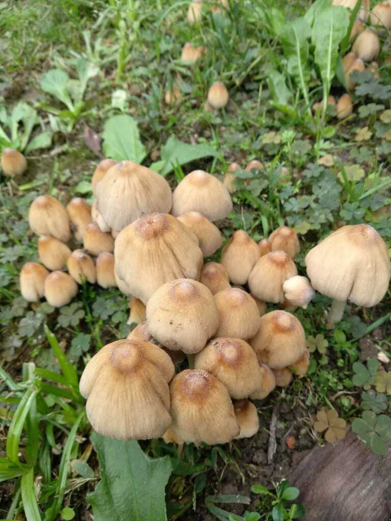 Coprinellus from Alverca on October 14, 2023 by Maria Emília Martins ...