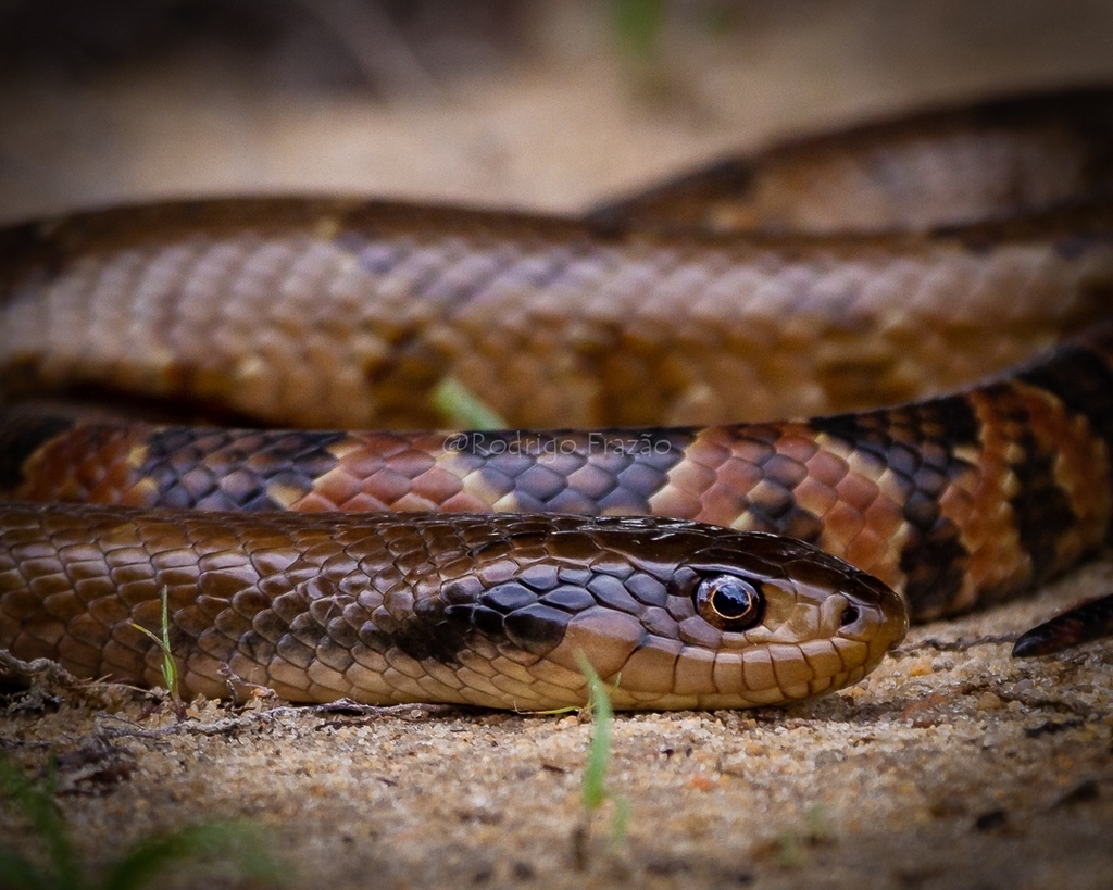 False Water Cobra (Hydrodynastes gigas) - Snakes and Lizards