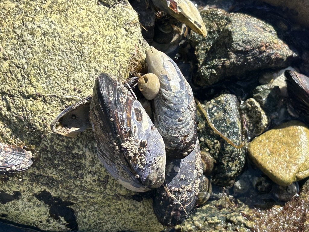 California Mussel from Dana Point, CA, USA on October 14, 2023 at 02:35 ...